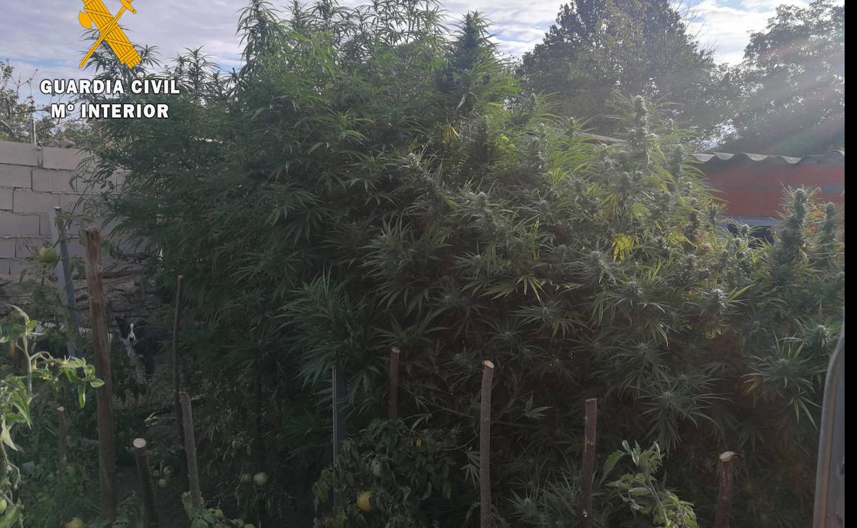 Desmanteladas tres plantaciones de marihuana en tres municipios de Salamanca | El Norte de Castilla
